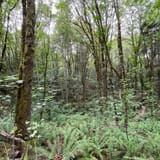 Dash Point Trail, Washington - 1,366 Reviews, Map | AllTrails