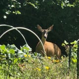 Puyallup Loop Trail, Washington - 1,414 Reviews, Map | AllTrails