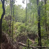 Long Branch Loop Trail, Georgia - 2,346 Reviews, Map | AllTrails