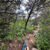 Turkey Creek Trail, Texas - 2,599 Reviews, Map | AllTrails