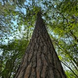 Painted Rocks Nature Trail, Washington - 768 Reviews, Map | AllTrails