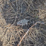 Fatmans Loop Trail, Arizona - 5,726 Reviews, Map | AllTrails