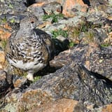 Mount Flora, Eva, Bancroft, and Parry Peak via Mount Flora Trail ...