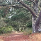 Sweeney Ridge Trail via Mori Ridge, California - 1,545 Reviews, Map ...