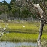Cedar Point Tideland Trail, North Carolina - 773 Reviews, Map | AllTrails