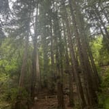Stream Trail, Fern Trail, and French Trail Loop, California - 1,998 ...