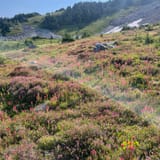 McNeil Point Trail, Oregon - 2,968 Reviews, Map | AllTrails