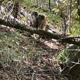 Dawn Falls Trail, California - 1,139 Reviews, Map | AllTrails