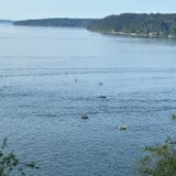 Point Defiance Park Outer Loop, Washington - 4,695 Reviews, Map | AllTrails