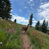 Shrine Ridge Trail, Colorado - 3,318 Reviews, Map | AllTrails