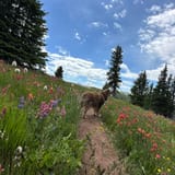 Shrine Ridge Trail, Colorado - 3,318 Reviews, Map | AllTrails