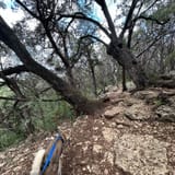 Turkey Creek Trail, Texas - 2,599 Reviews, Map | AllTrails