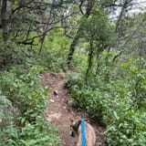 Turkey Creek Trail, Texas - 2,599 Reviews, Map | AllTrails