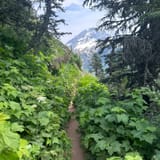 Top Spur and Timberline Loop, Oregon - 950 Reviews, Map | AllTrails