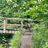 Chee Dale Gorge Circular, Derbyshire, England - 1,804 Reviews, Map ...