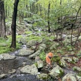 Reeves Brook Loop Trail, New York - 4,817 Reviews, Map | AllTrails