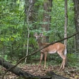 Jones Bridge Trail , Georgia - 3,157 Reviews, Map | AllTrails