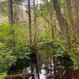 Indian River Trail, Alaska - 278 Reviews, Map | AllTrails