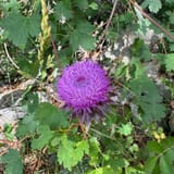 Bierstadt Lake Trail, Colorado - 2,820 Reviews, Map | AllTrails