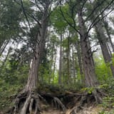 Poo Poo Point Trail, Washington - 6,792 Reviews, Map | AllTrails