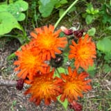 Scoville Point via Stoll Trail, Michigan - 475 Reviews, Map | AllTrails