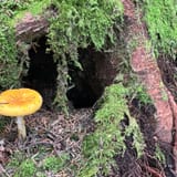 Mount Cube via the Appalachian Trail, New Hampshire - 614 Reviews, Map ...