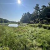 Fore River Sanctuary White Trail, Maine - 1,462 Reviews, Map | AllTrails