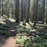 Muir Grove Trail, California - 411 Reviews, Map | AllTrails