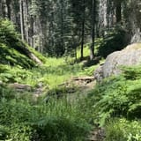 Muir Grove Trail, California - 411 Reviews, Map | AllTrails