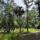 Sea Pines Forest Preserve, South Carolina - 852 Reviews, Map | AllTrails