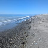 Dungeness Spit Trail, Washington - 1,659 Reviews, Map | AllTrails