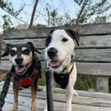 Cedar Point Tideland Trail, North Carolina - 773 Reviews, Map | AllTrails