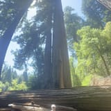 Tall Trees Grove Loop Trail, California - 2,374 Reviews, Map | AllTrails