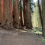 Congress Trail, California - 3,539 Reviews, Map | AllTrails