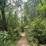 Big Berea Trail, Bull Creek Trail, and White Pine Loop, North Carolina ...