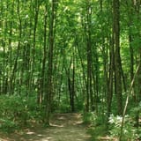 Flat Fork Ridge Trail, Ohio - 1,386 Reviews, Map | AllTrails