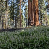 Congress Trail, California - 3,539 Reviews, Map | AllTrails