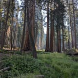 Congress Trail, California - 3,515 Reviews, Map | AllTrails