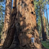 Congress Trail, California - 3,539 Reviews, Map | AllTrails