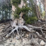 Tamarack Peak Loop, Nevada - 1,083 Reviews, Map | AllTrails