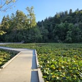 Lake Fenwick, Washington - 666 Reviews, Map | AllTrails