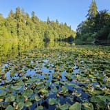 Lake Fenwick, Washington - 666 Reviews, Map | AllTrails