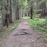 Loop Brook Trail, British Columbia, Canada - 251 Reviews, Map | AllTrails