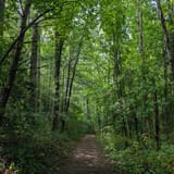 Big Berea Trail, Bull Creek Trail, and White Pine Loop, North Carolina ...