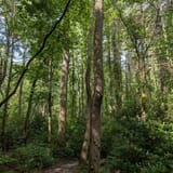 Big Berea Trail, Bull Creek Trail, and White Pine Loop, North Carolina ...