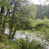 Wilson River Trail, Oregon - 806 Reviews, Map | AllTrails