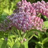 Hashawha Loop Trail, Maryland - 1,148 Reviews, Map | AllTrails