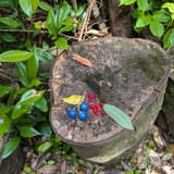 Pauoa Flats via Kalawahine Trail, Oahu, Hawaii - 1,211 Reviews, Map ...
