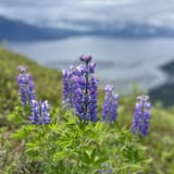 Bird Ridge Trail, Alaska - 1,149 Reviews, Map | AllTrails
