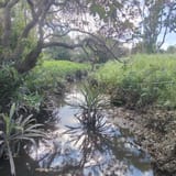 Bulimba Creek Loop, Queensland, Australia - 156 Reviews, Map | AllTrails